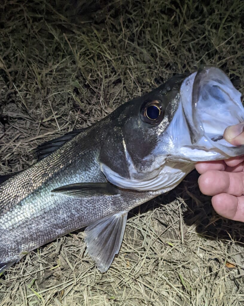 最近のシーバス釣行。ビッグペンシルで掛けるも・・【2022年11月釣果】 | webinthelife.com