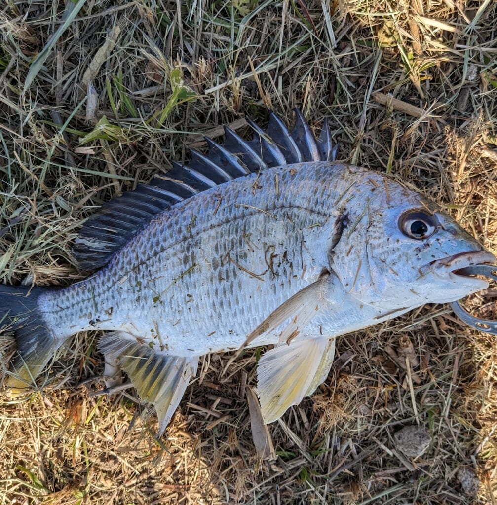 チニングブームの火付け役、オリムピックのチニングロッドがリニューアル「23シルベラード」 | webinthelife