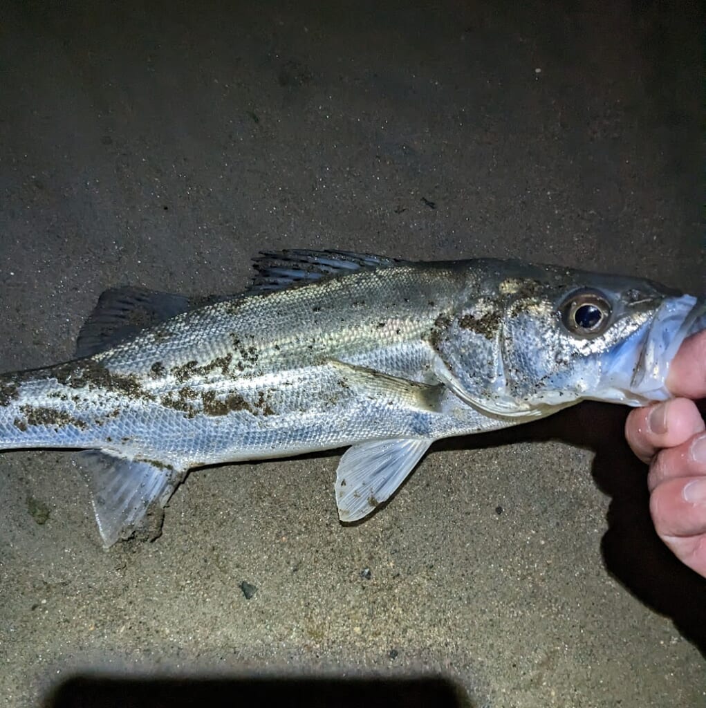 新年一発目のシーバス釣行。ただしサイズは恐ろしく微妙(2023/1/4)【2023年1月釣行】 | webinthelife.com