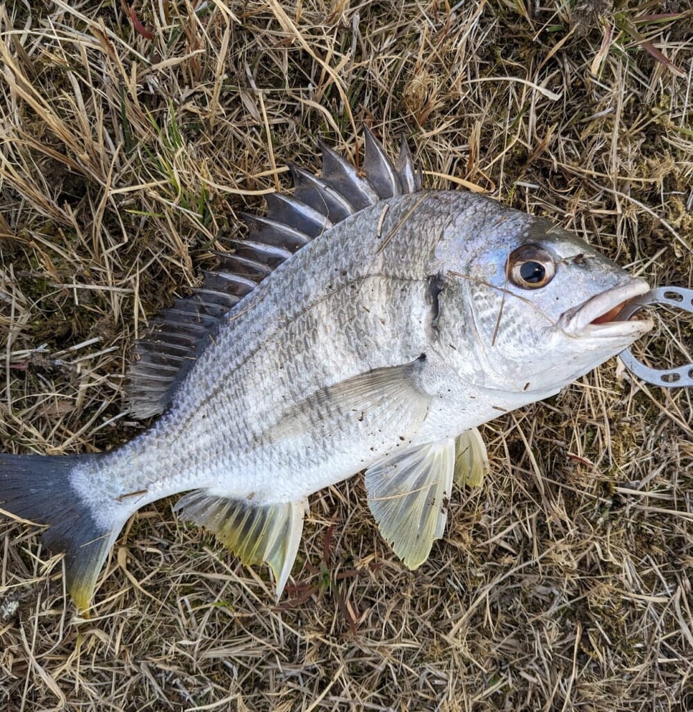 2月でもトップチニングをやってみた結果（2023/2/5）【2023年2月釣行】 | webinthelife.com