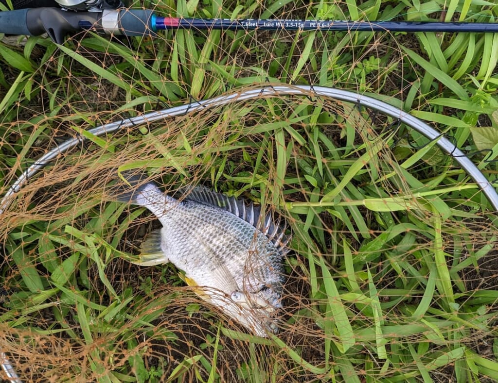 2023宮崎トップチニング、ハイシーズン近し？という釣行（2023/4/1、4/2）【2023年4月釣果】 | webinthelife.com