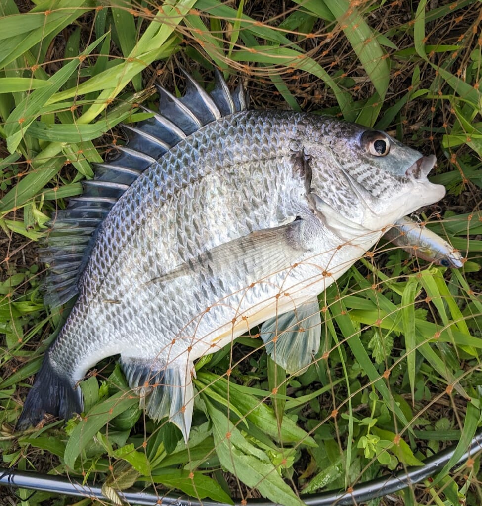 2023宮崎トップチニング、ハイシーズン近し？という釣行（2023/4/1、4/2）【2023年4月釣果】 | webinthelife.com