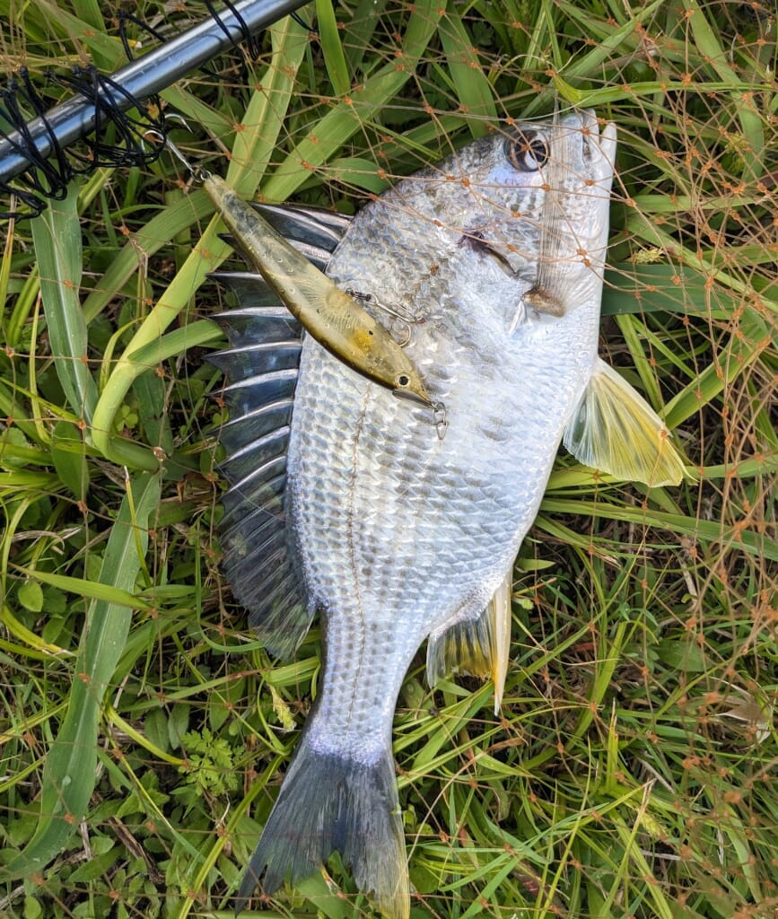 2023宮崎トップチニング、ハイシーズン近し？という釣行（2023/4/1、4/2）【2023年4月釣果】 | webinthelife.com