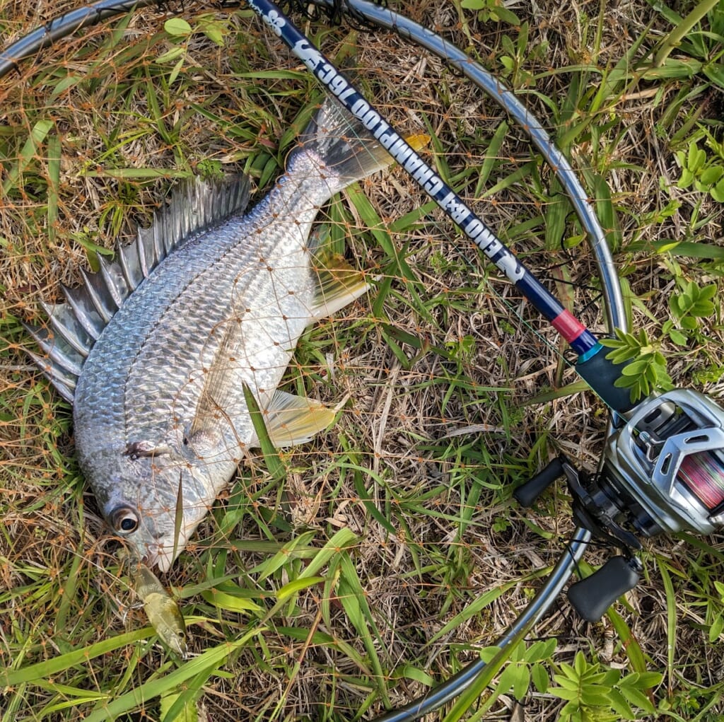 2023宮崎トップチニング、ハイシーズン近し？という釣行（2023/4/1、4/2）【2023年4月釣果】 | webinthelife.com