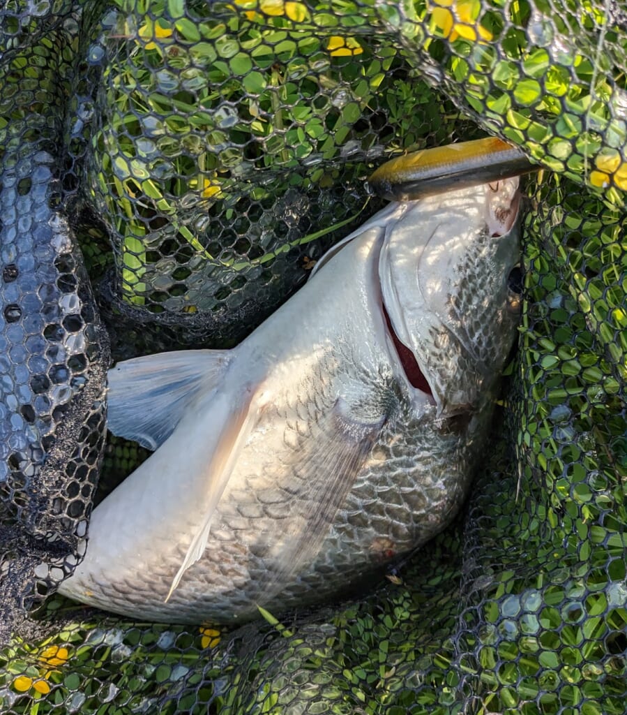 トップチニングでよく使ってるルアー、2023年4月版 | webinthelife.com