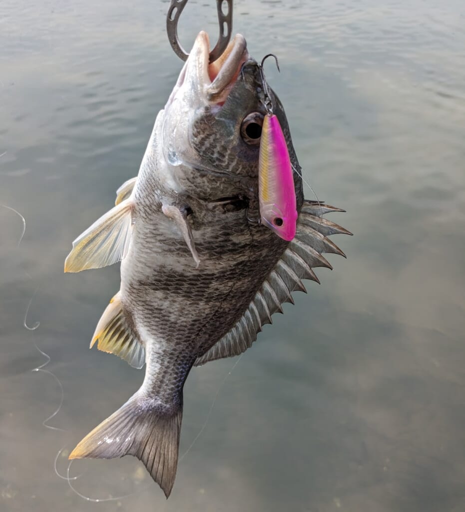 2023年のチヌトップで活躍したルアーのランキング | webinthelife.com