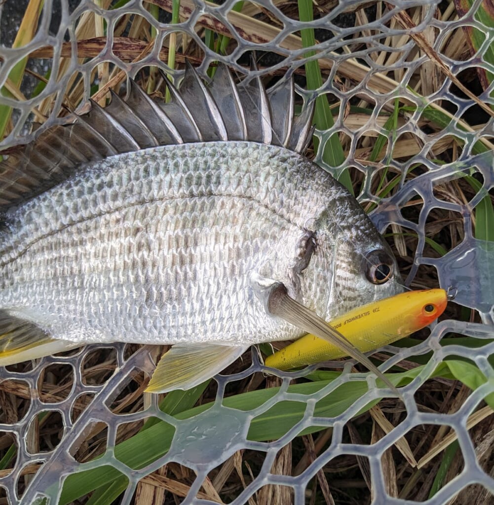 過去最高レベルで反応あったのに・・微妙なチヌトップ（2023/7/22、23）【2023年7月釣果】 | webinthelife.com