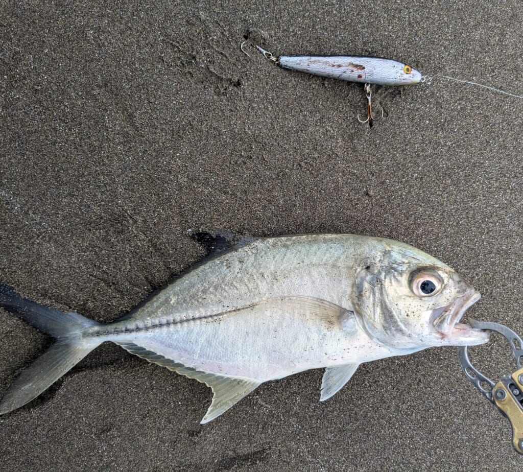 チヌトップに行ったけど・・2024メッキゲーム開幕（2024/7/14）【2024年7月釣果】 | webinthelife.com